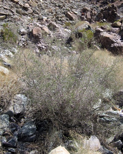 Colubrina californica I.M. Johnst. - Joshua Tree National Park (U.S ...