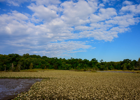 Marsh Ecosystem - Kenilworth Park & Aquatic Gardens (U.S. National Park ...