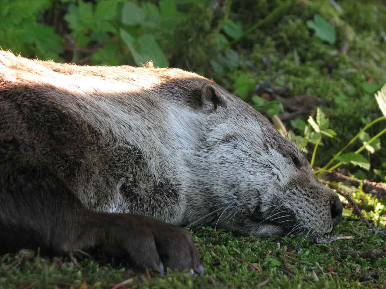 The Society of River Otters - Kenai Fjords National Park (U.S. National ...