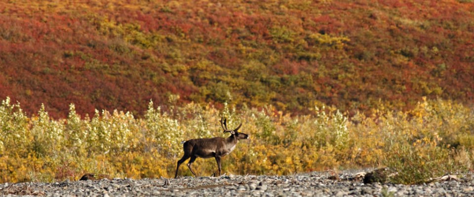 Subsistence - Kobuk Valley National Park (U.S. National Park Service)