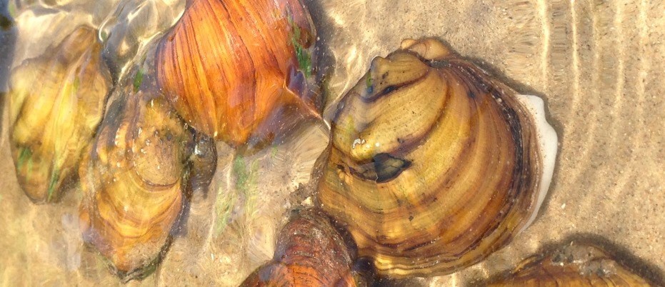 Mussels of the Mississippi River - Mississippi National River and ...