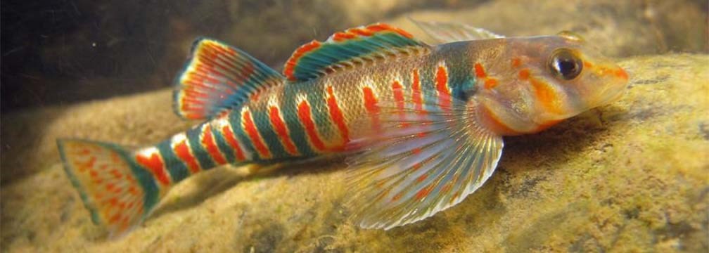 Protecting Our Native Candy Darter - New River Gorge National Park ...