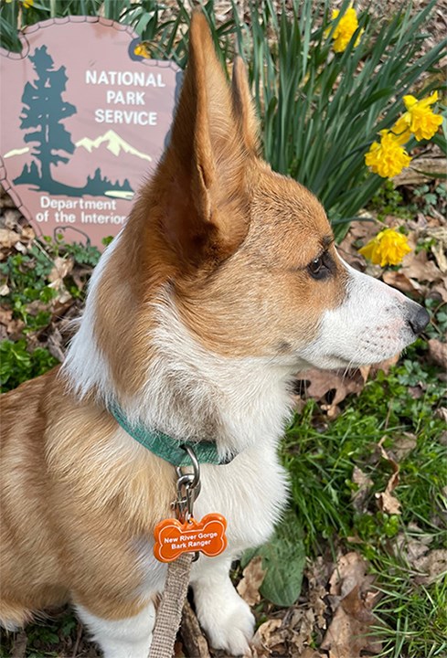 Bark Ranger - New River Gorge National Park & Preserve (U.S. National ...