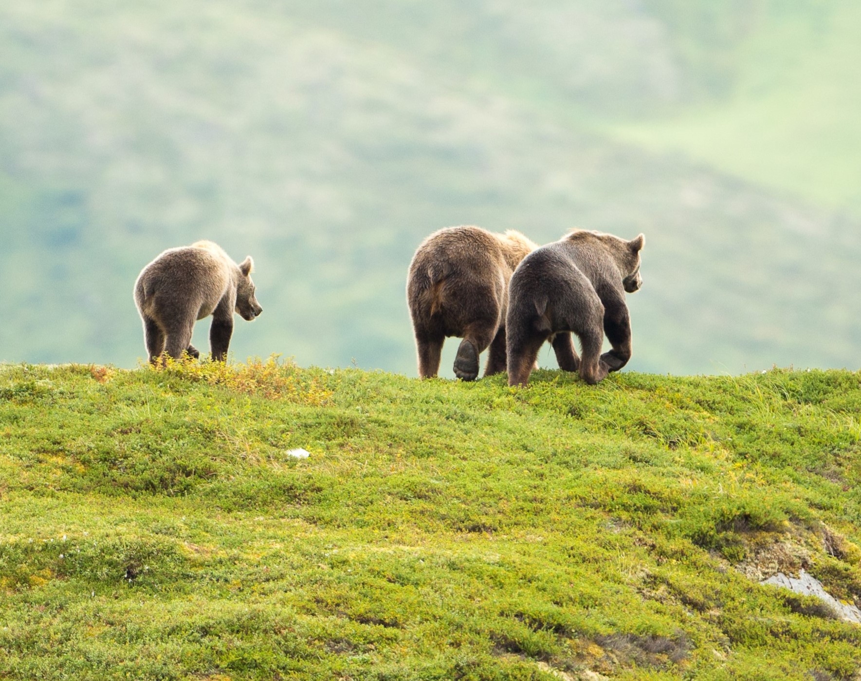 Agencies release final environmental impact statement evaluating ...