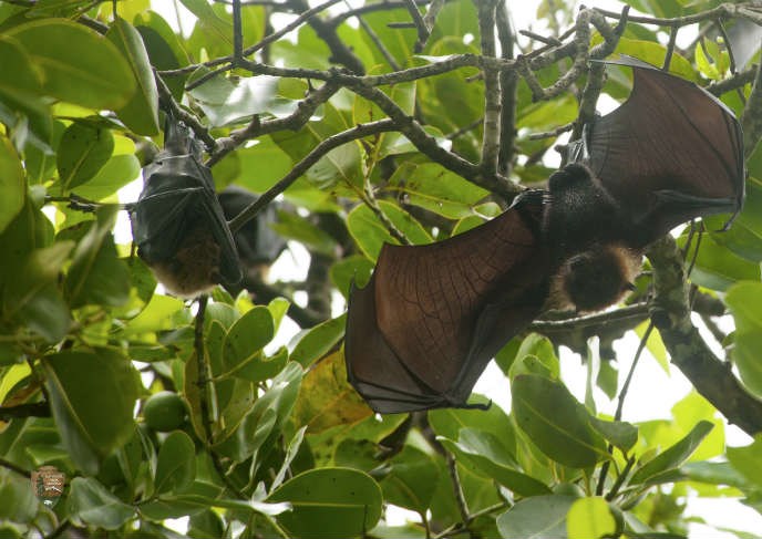 Fruit Bats - National Park of American Samoa (U.S. National Park Service)