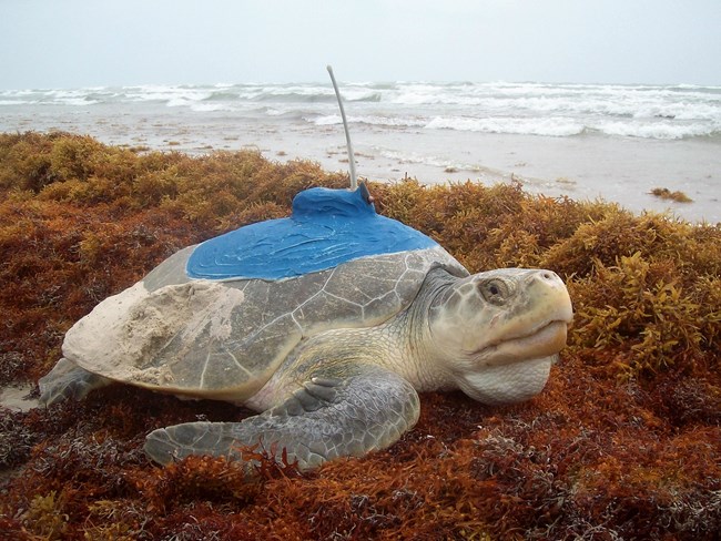 Importance of Nearshore Waters to Kemp's Ridley Sea Turtles - Padre ...