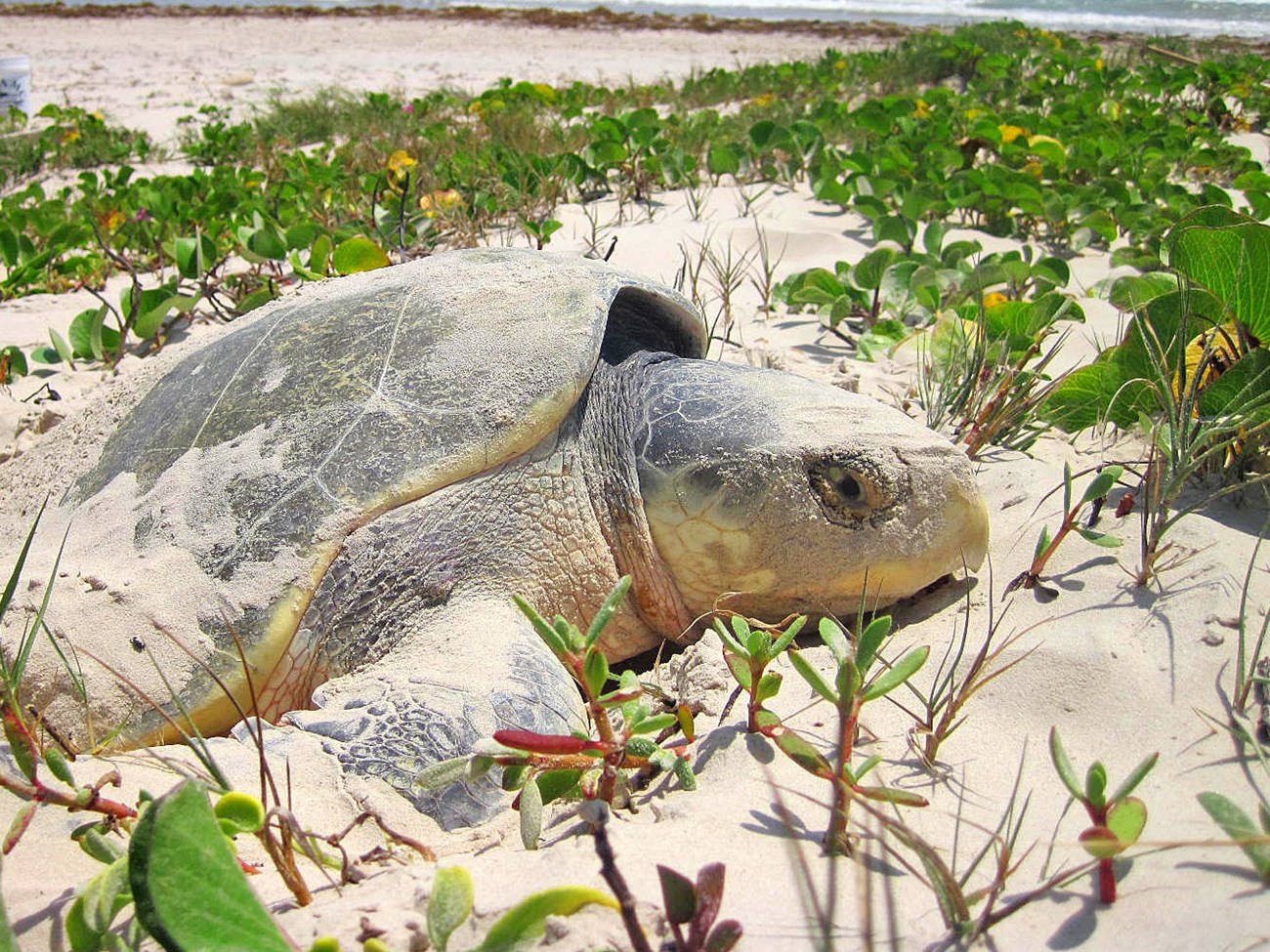 Sea Turtle Nesting Season - Padre Island National Seashore (U.S ...