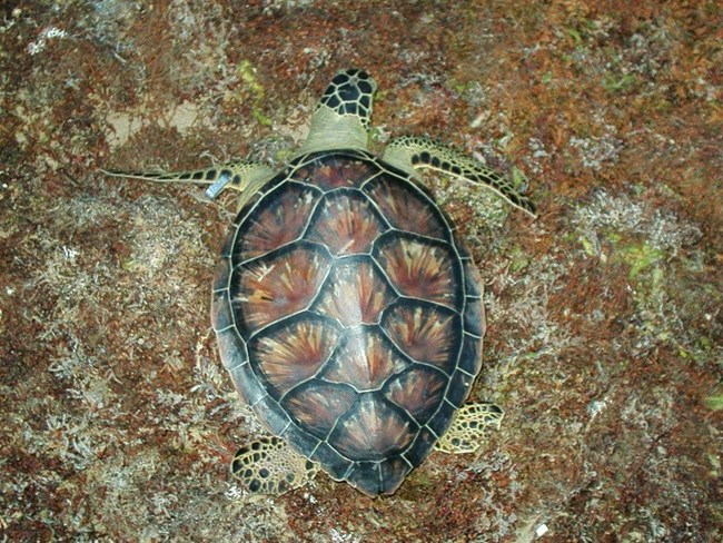 The Green Sea Turtle - Padre Island National Seashore (U.S. National ...