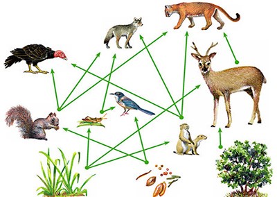 Ecology - Petrified Forest National Park (U.S. National Park Service)