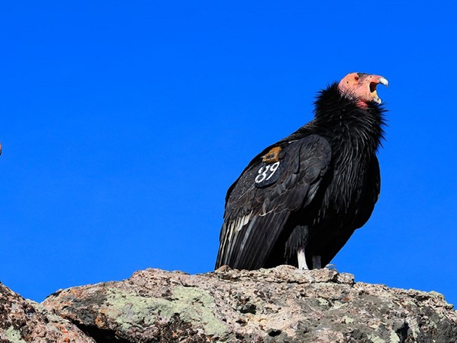 Condors with Black Tags - Pinnacles National Park (U.S. National Park ...