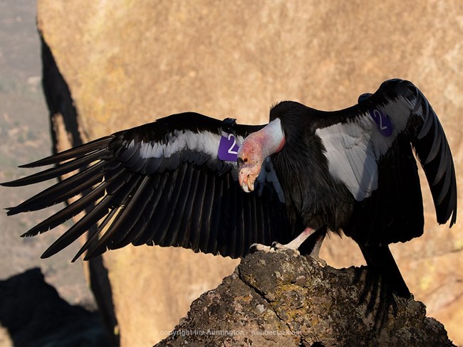 Condors with Purple Tags - Pinnacles National Park (U.S. National Park ...