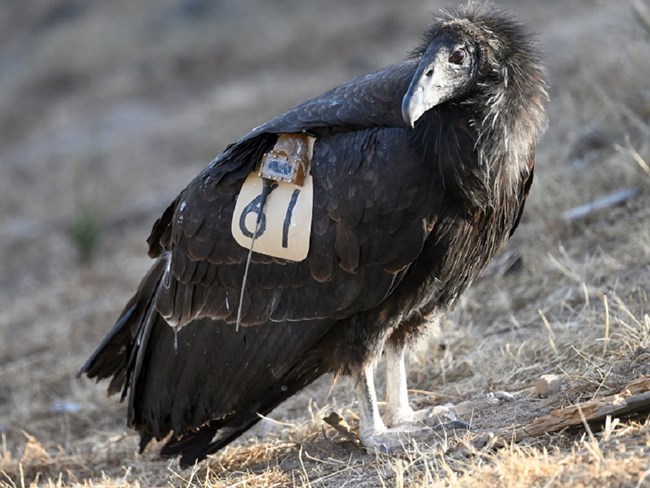 Condors with Tan Tags - Pinnacles National Park (U.S. National Park ...