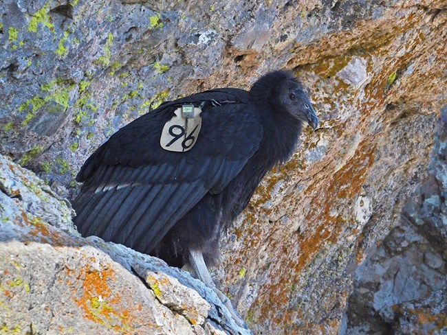 Condors with Tan Tags - Pinnacles National Park (U.S. National Park ...