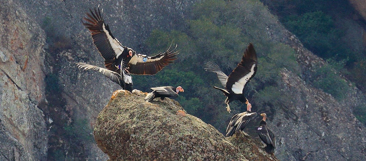 California Condor Facts - Pinnacles National Park (U.S. National Park ...