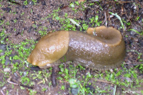 Mollusks - Point Reyes National Seashore (U.S. National Park Service)