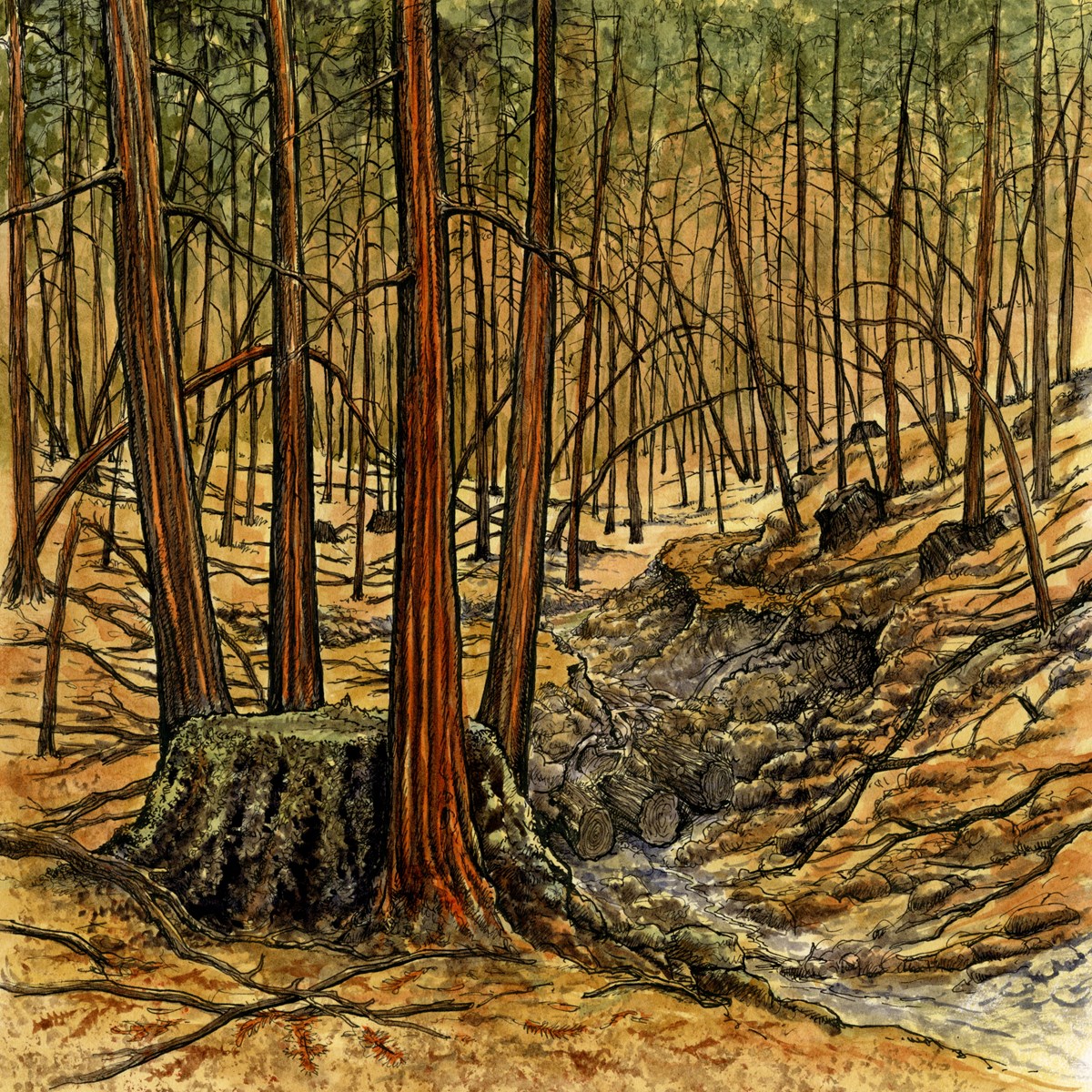 Redwoods Rising - Illustrations Through Time - Redwood National and ...