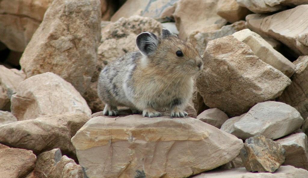 Pikas Resource Brief (U.S. National Park Service)