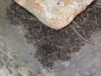 Pikas Resource Brief (U.S. National Park Service)