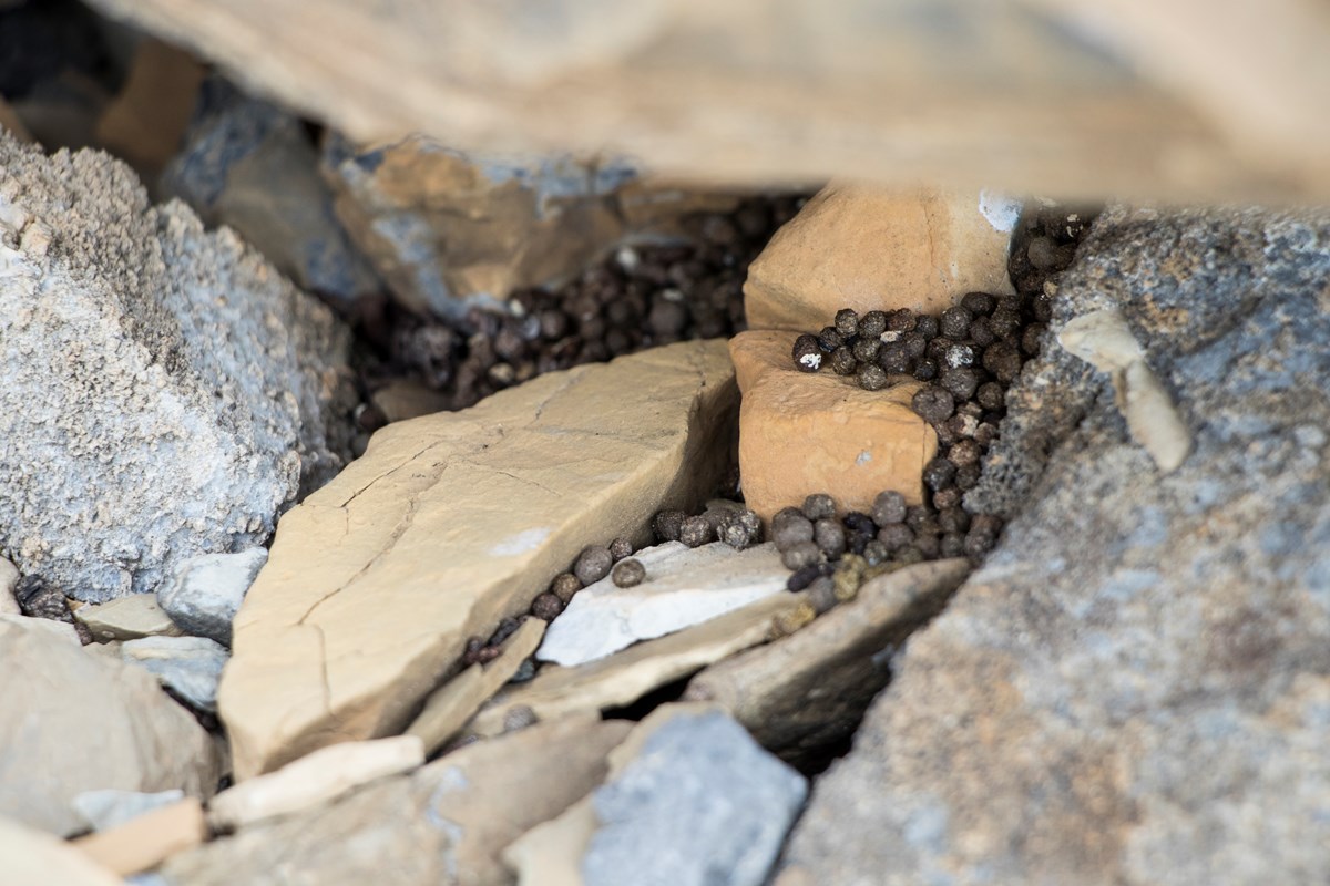 Pika Poop Patrol: Collecting Scat for Science (U.S. National Park Service)