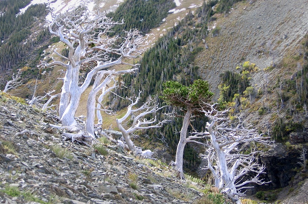 Whitebark Pine Resource Brief (U.S. National Park Service)