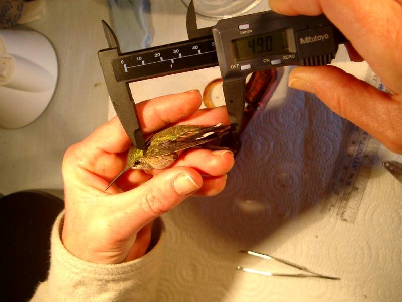 Measuring Hummingbird - Rocky Mountain National Park (U.S. National ...