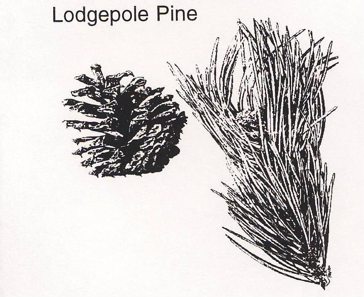 Lodgepole Pine - Rocky Mountain National Park (U.S. National Park Service)