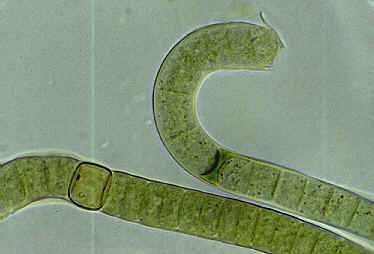 Tolypothrix penicilliata (Ag.) Thuret - Rocky Mountain National Park (U ...