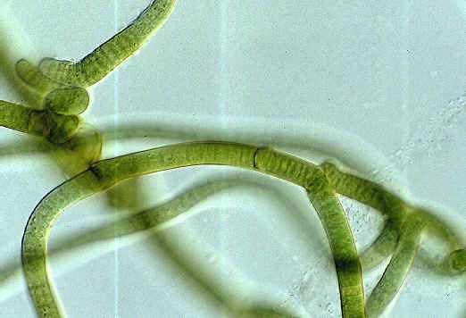 Tolypothrix penicilliata (Ag.) Thuret - Rocky Mountain National Park (U ...