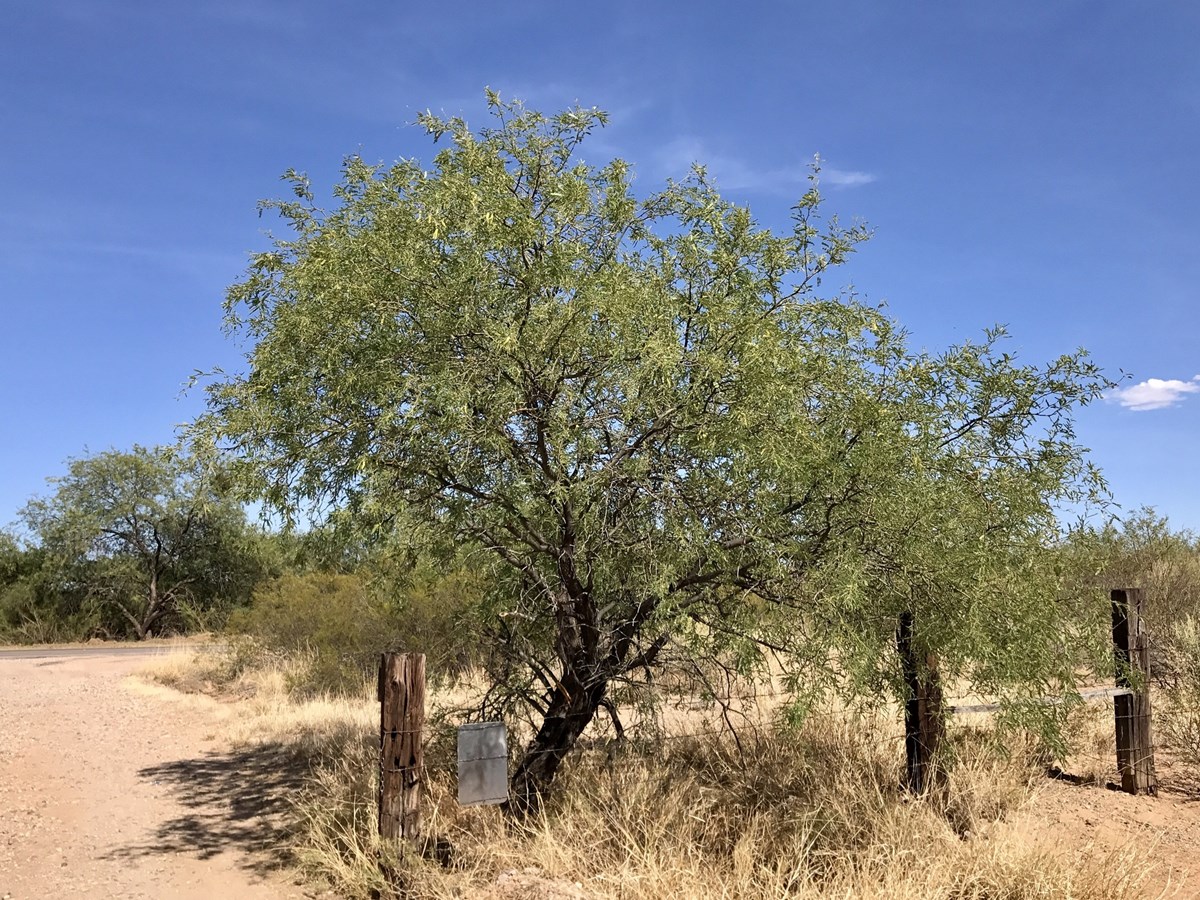 Mesquites - Saguaro National Park (U.S. National Park Service)