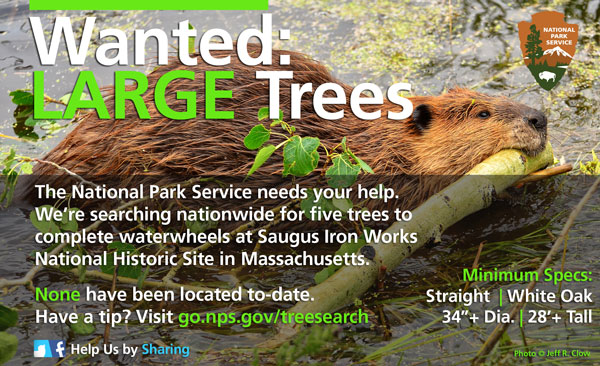Park Begins Crowdsourced, Nationwide Search For Large Trees - Saugus ...