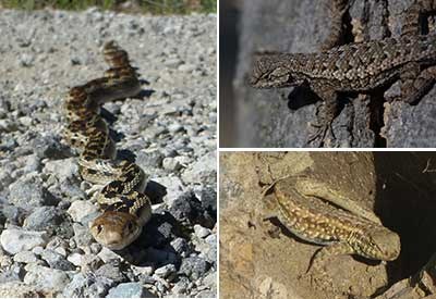 Reptiles - Santa Monica Mountains National Recreation Area (U.S ...
