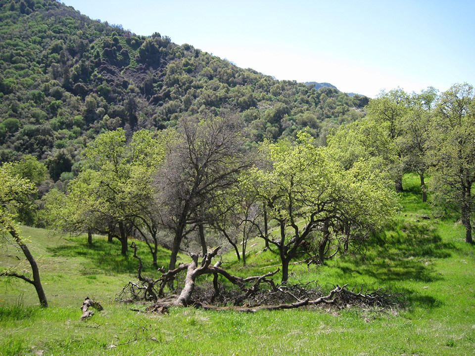 Foothills - Sequoia & Kings Canyon National Parks (U.S. National Park ...