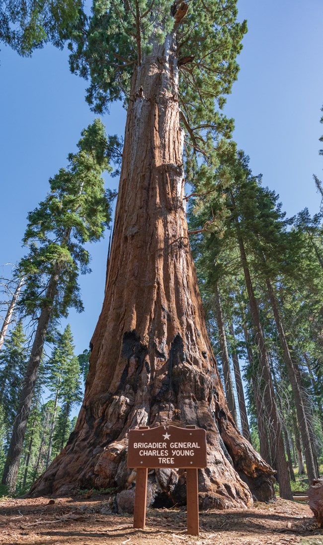 Current Conditions - Sequoia & Kings Canyon National Parks (U.S ...