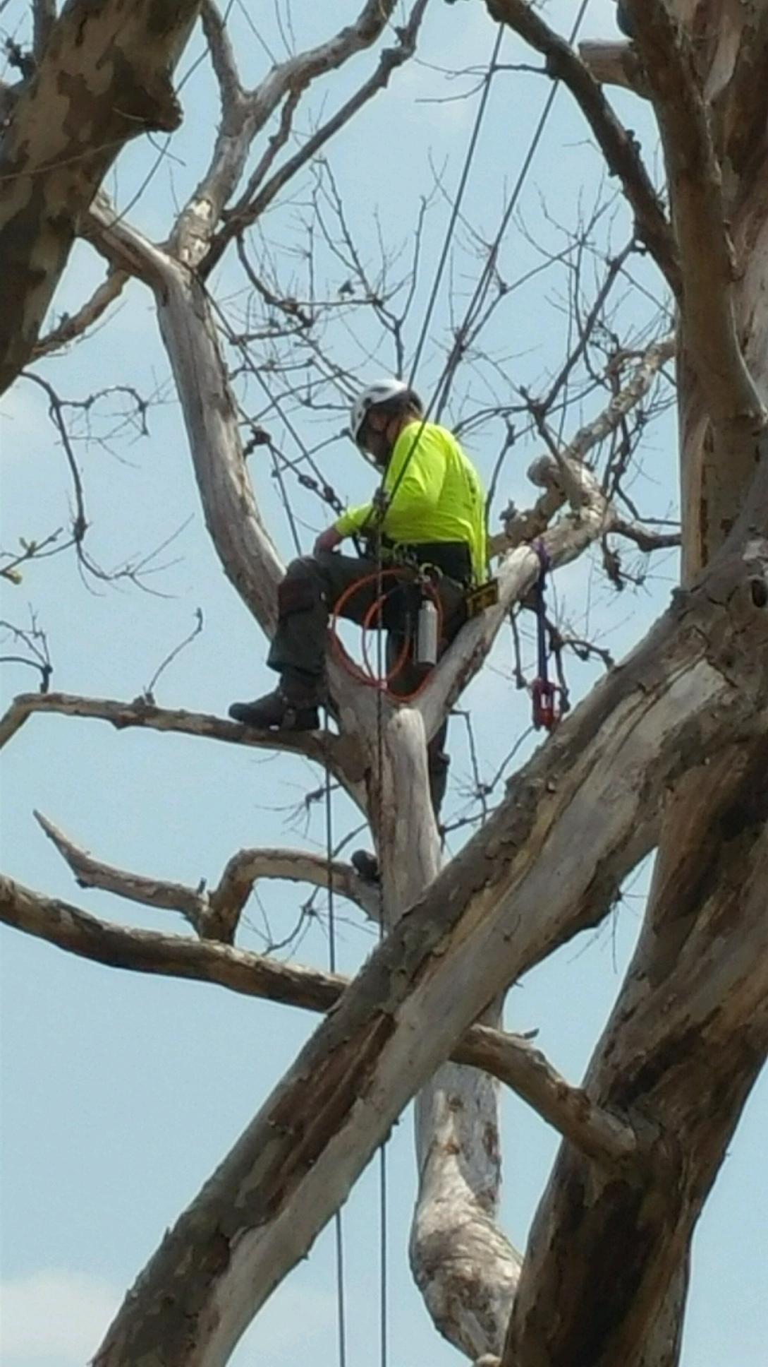 Arborist Training Program at Liberty Island - Statue Of Liberty ...