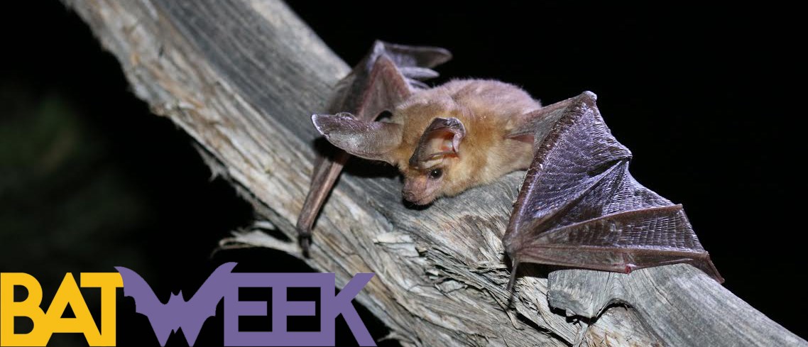 Bat Week 2022 - Bats (U.S. National Park Service)
