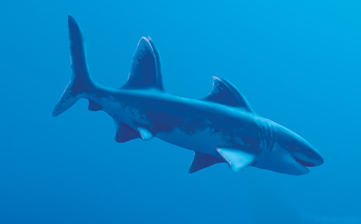 Shark Fossil—"Glikmanius" (U.S. National Park Service)