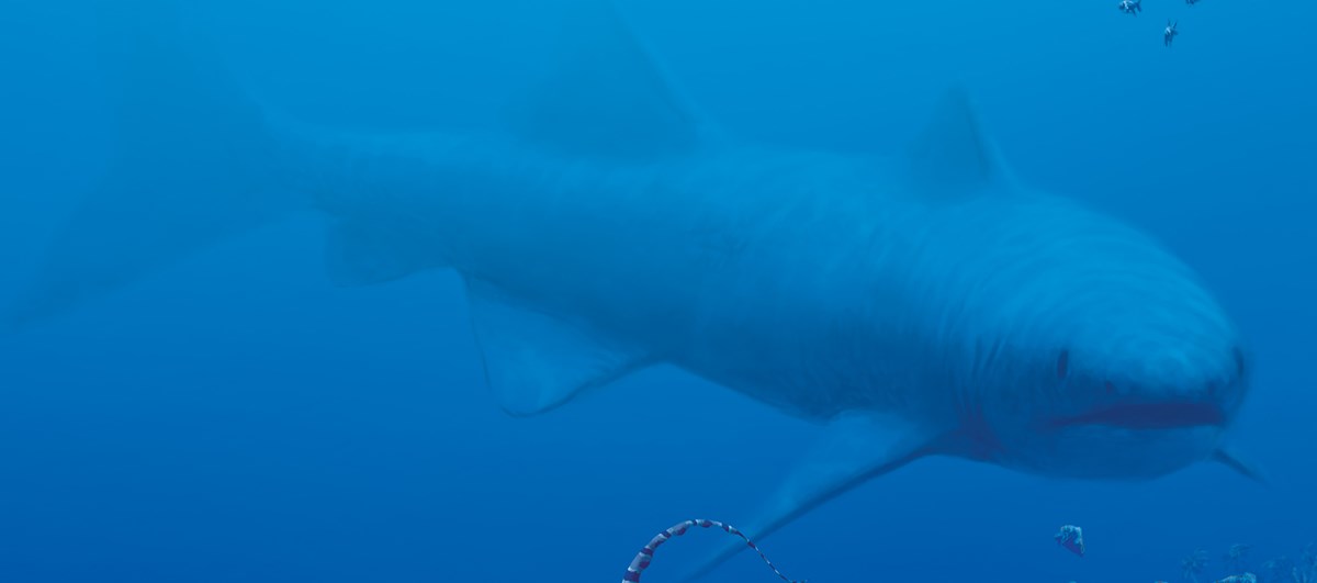 Shark Fossil—"Saivodus striatus" (U.S. National Park Service)