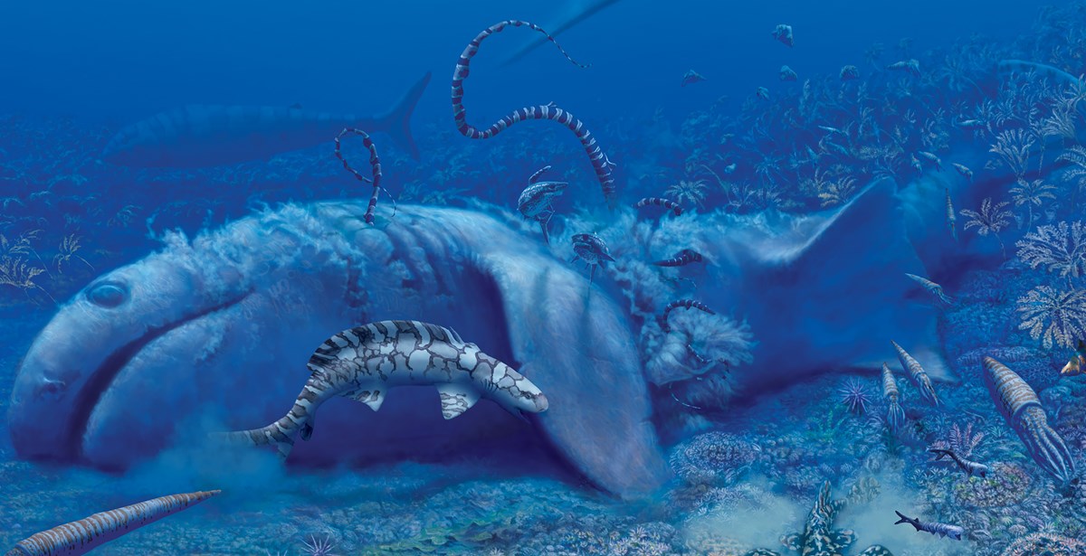 Shark Fossil—"Saivodus striatus" (U.S. National Park Service)