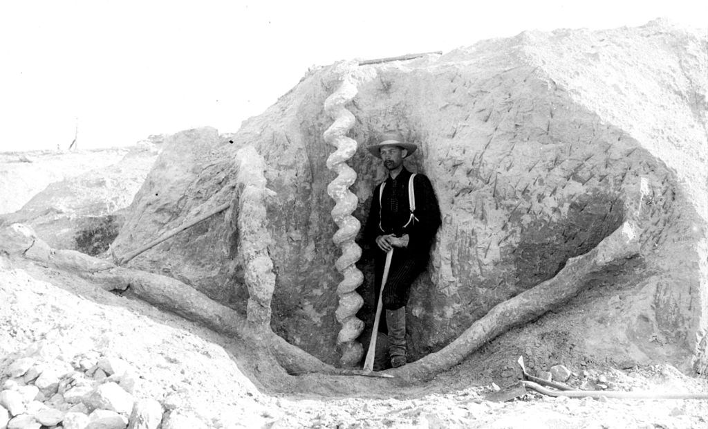 1865–1916: Early National Parks & Monuments - Fossils and Paleontology ...