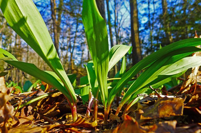 Ramping Up The Flavor With Appalachian Forest NHA (U.S. National Park ...