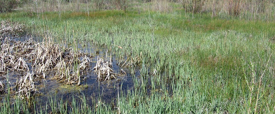 Restoring Wetlands - Wetlands (U.S. National Park Service)