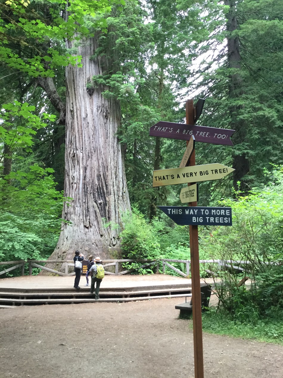 Big Tree Wayside Walk (U.S. National Park Service)