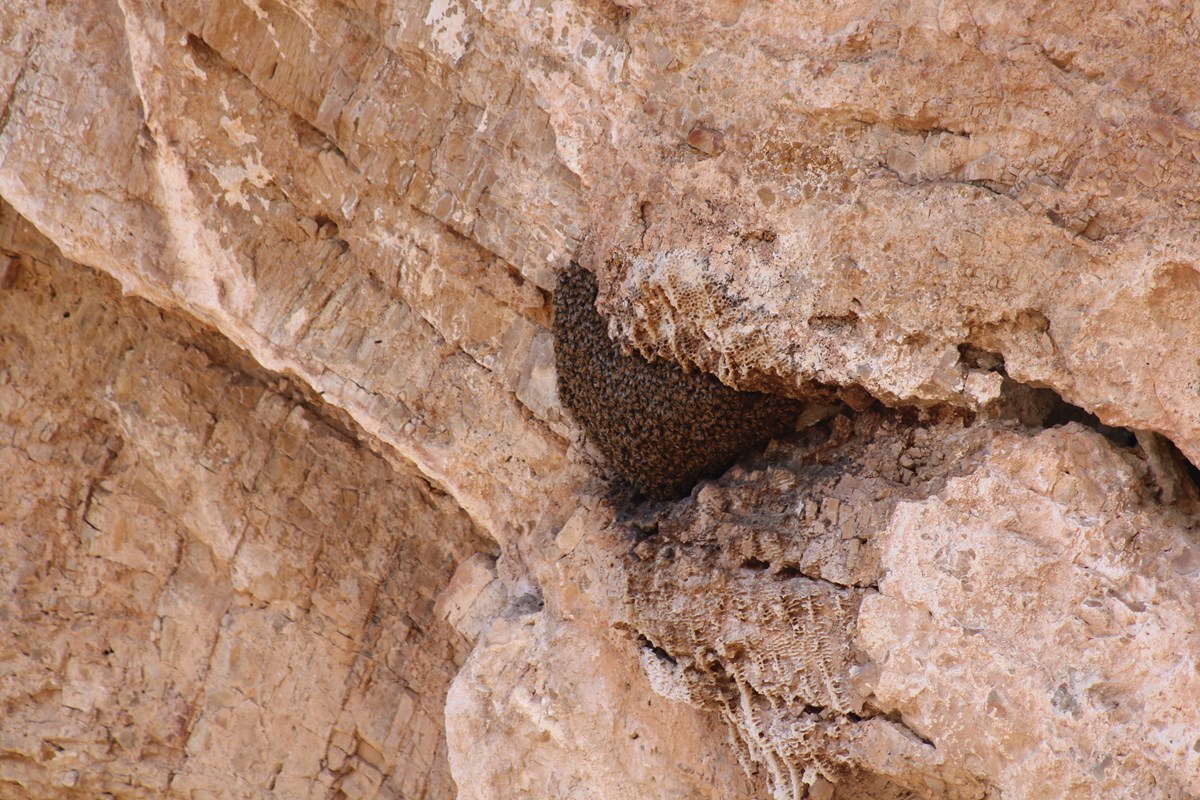 Africanized Honey Bees - Tonto National Monument (U.S. National Park ...