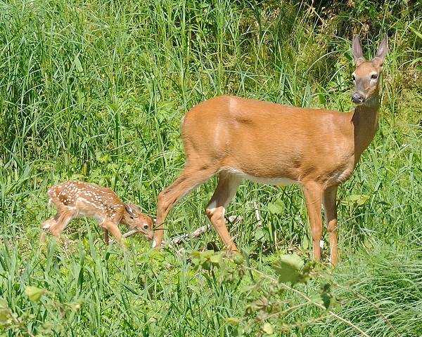 Animals - Upper Delaware Scenic & Recreational River (U.S. National ...