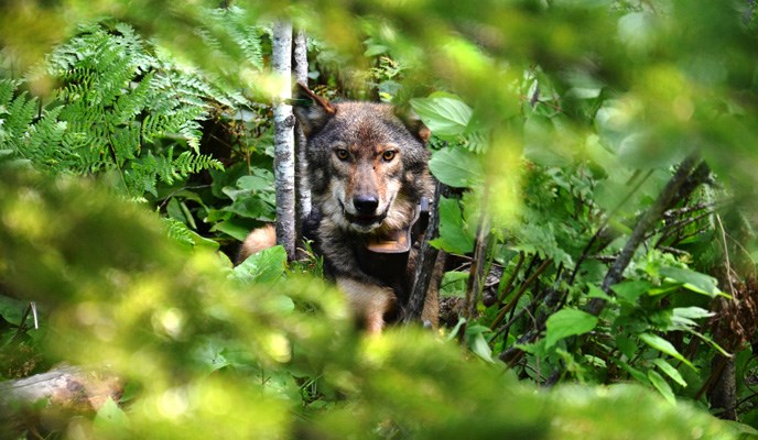 Gray wolf - Voyageurs National Park (U.S. National Park Service)