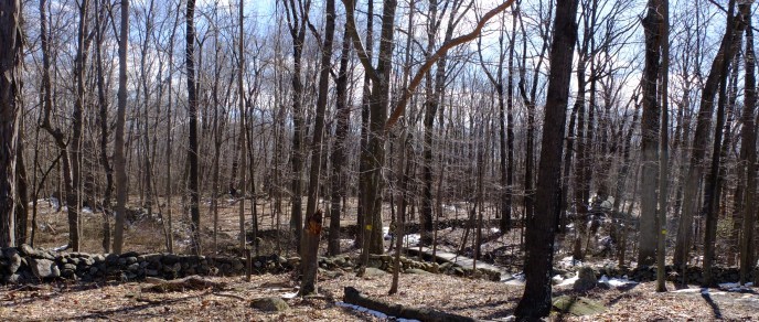 Woodland Area - Weir Farm National Historical Park (U.S. National Park ...