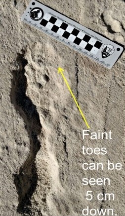 Fossilized Footprints - White Sands National Park (U.S. National Park ...