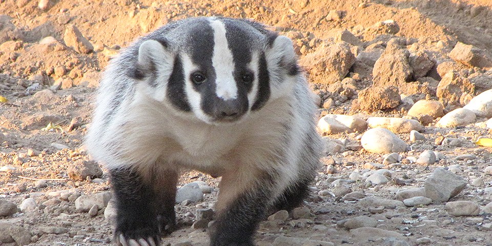American Badger - White Sands National Park (U.S. National Park Service)