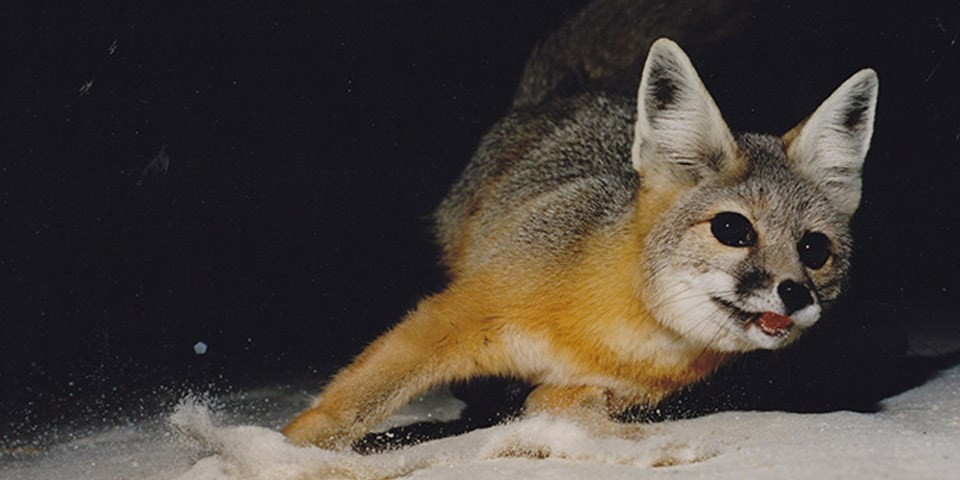 Kit Fox - White Sands National Park (U.S. National Park Service)
