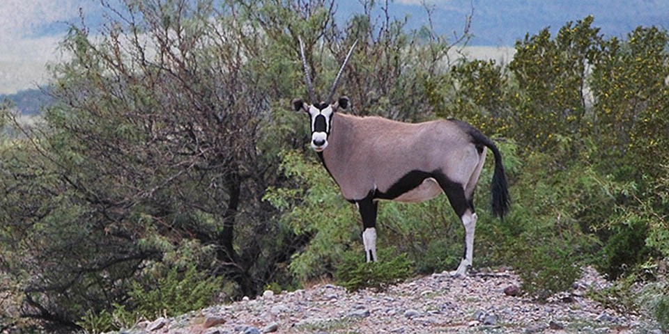 African Oryx - White Sands National Park (U.S. National Park Service)